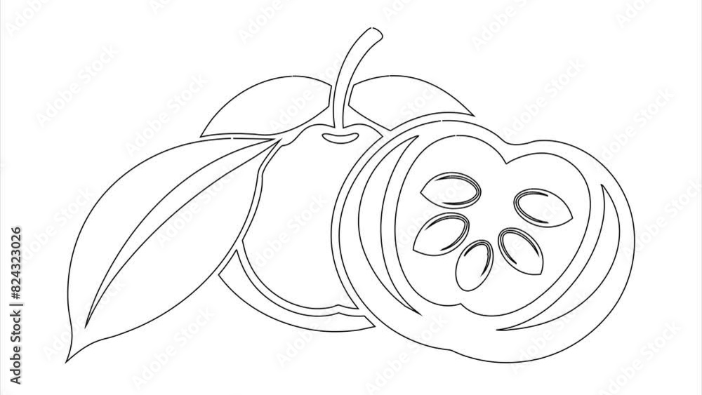 Ackee Fruit, animation video in continuous line art style. ackee fruit ...