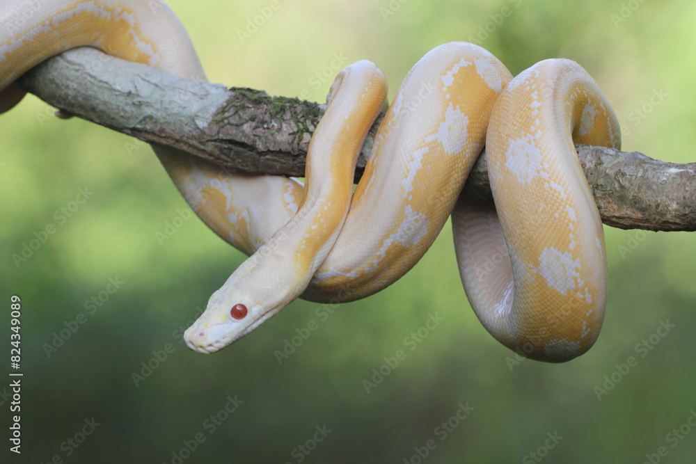 snake, albino python, an albino python is wrapped around a log Stock ...