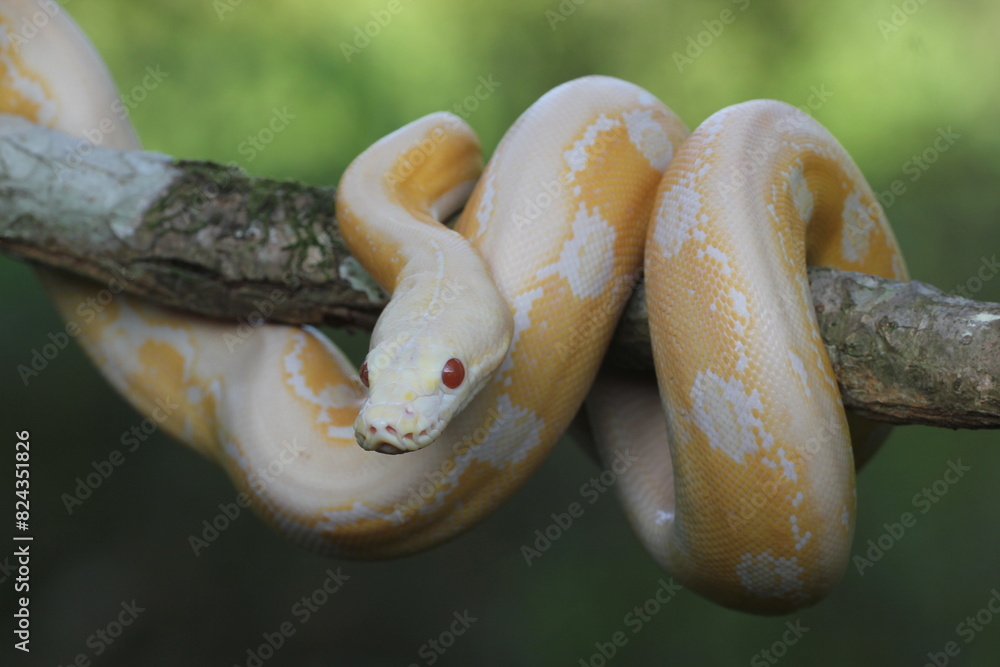 snake, albino python, an albino python is wrapped around a log Stock ...