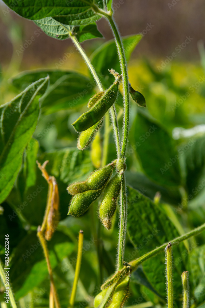 Soybean pods, close up. Agricultural soy plantation on the sunny field ...