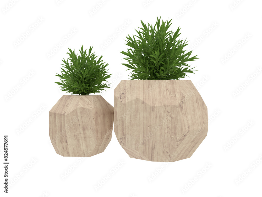 succulent houseplant side view isolated on white or transparent ...