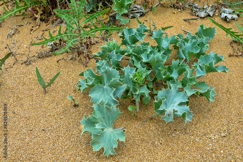Sea holly (Eryngium maritimum) on sandy beach in northern part of Black ...