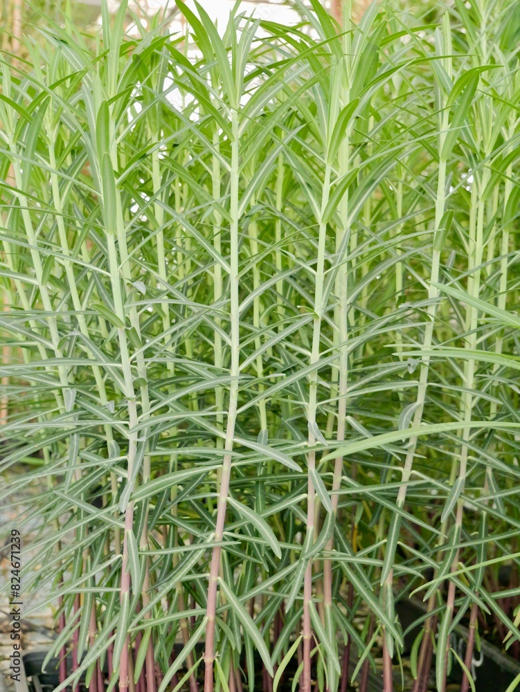 Young shoots of caper spurge or paper spurge, gopher spurge, gopher ...