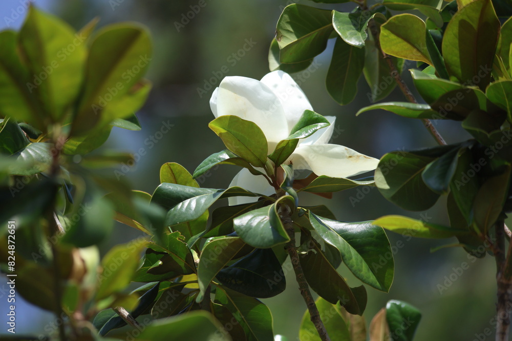 Magnolia grandiflora is a tree of the family Magnoliaceae Stock Photo ...