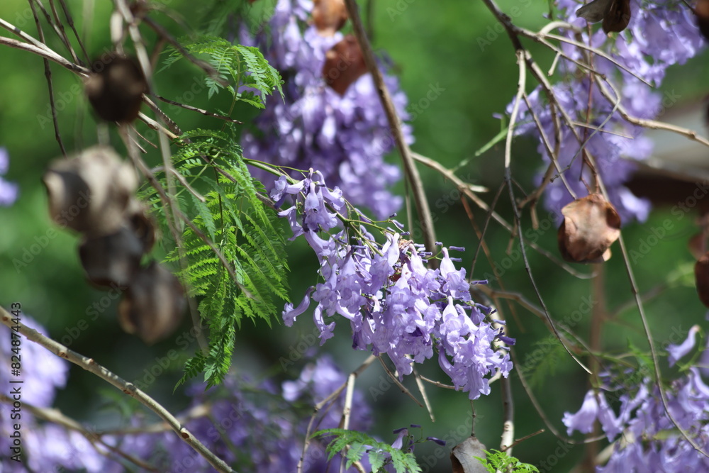 flowers and seedpods of jacaranda (Jacaranda mimosifolia) tree Stock ...