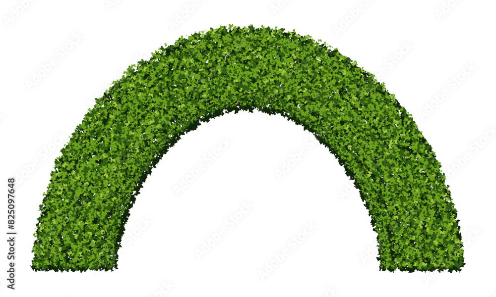 Green round arch hedge made of boxwood bushes isolated on white ...
