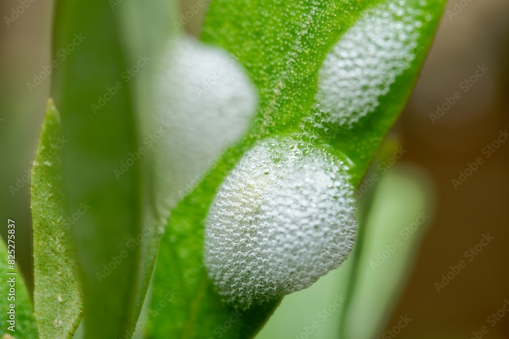 White foam that looks a bit like frothy spit is a familiar sight to ...