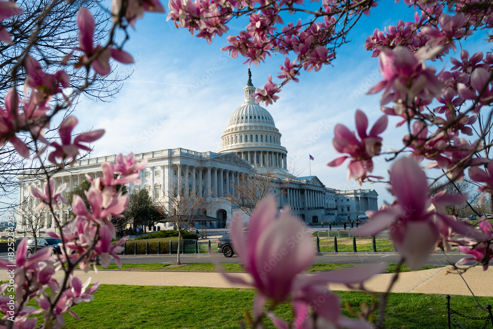 Capitol building at spring blossom magnolia tree, Washington DC. U.S ...