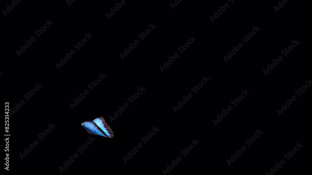 Blue Flying Butterfly. 3D animation of a butterfly flying in a circle ...