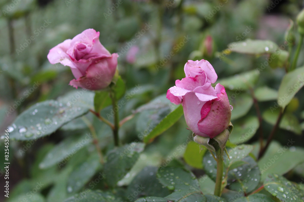 pink rose flowers with raindrops and fresh green leaves, two beautiful ...