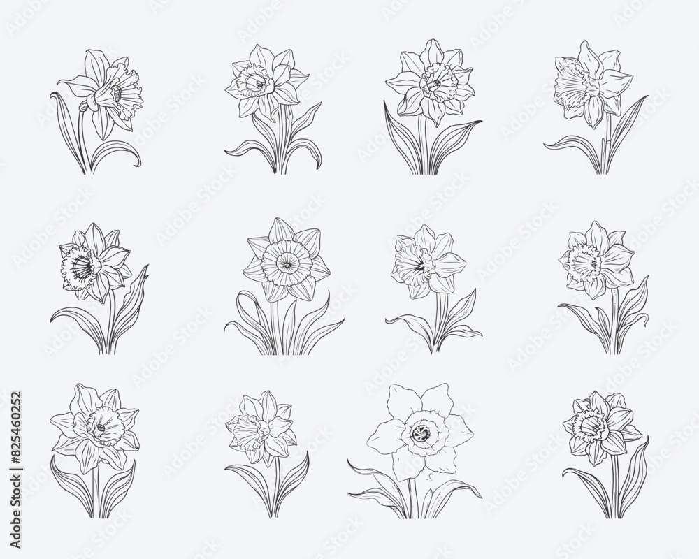 Drawing Daffodil Sketch Editable flowers and leaves clipart. Vector ...