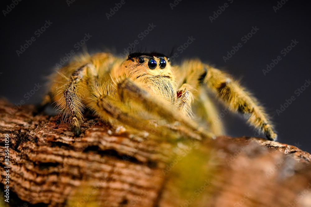 Hyllus diardi female jumping spider family Salticidae, jump spider ...