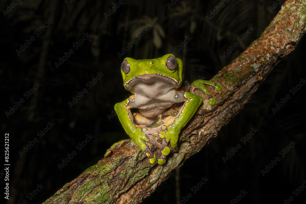 The colorful and ancient Kambo frog secretes a highly toxic substance ...