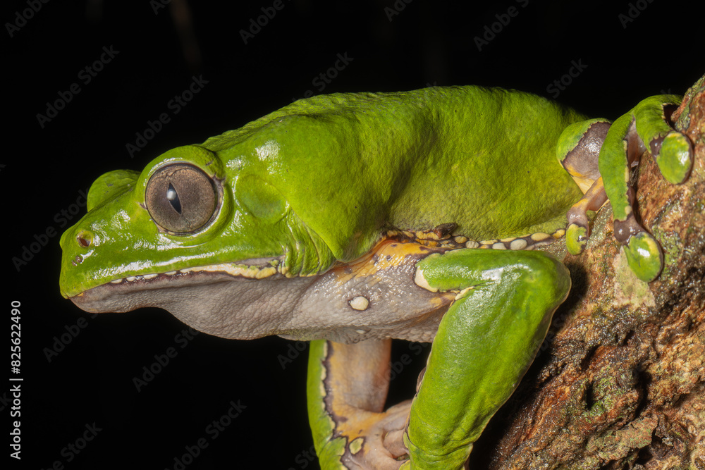Poster The colorful and ancient Kambo frog secretes a highly toxic ...