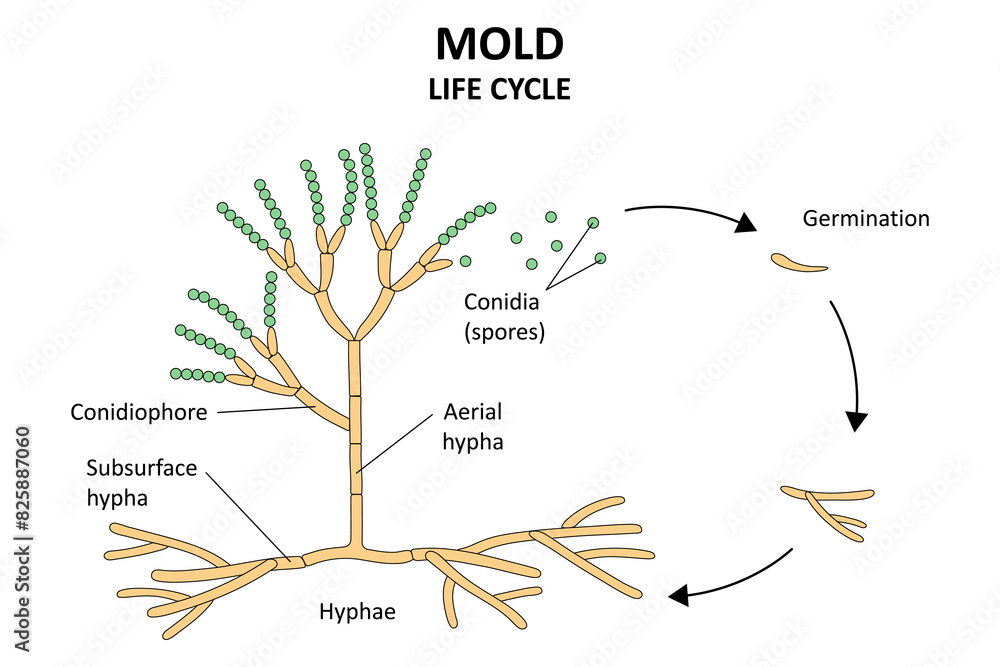 Mold life cycle. The structure of mold. Diagram. Stock Vector | Adobe Stock