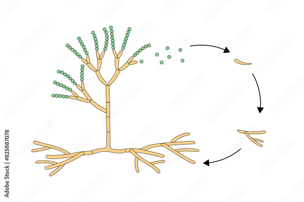 Mold life cycle. The structure of mold. Stock Illustration | Adobe Stock