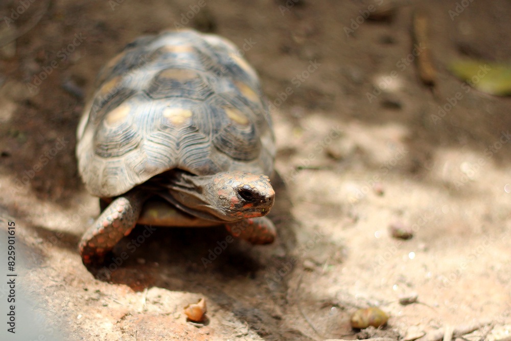 Cute small baby Red-foot Tortoise in the nature,The red-footed tortoise ...