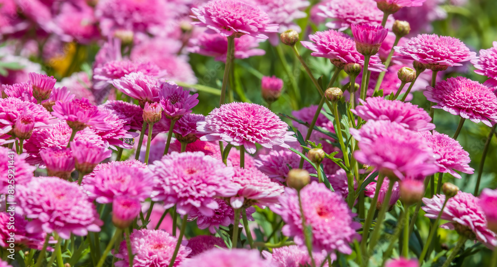 Marguerite daisy sassy 'DOUBLE DEEP ROSE' with purple petals that fills ...