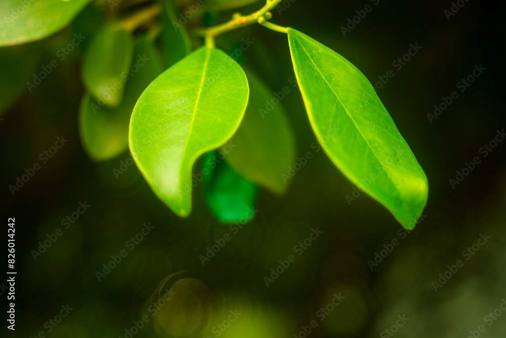slightly wavy, the older leaves Ficus benjamina are green and smooth ...