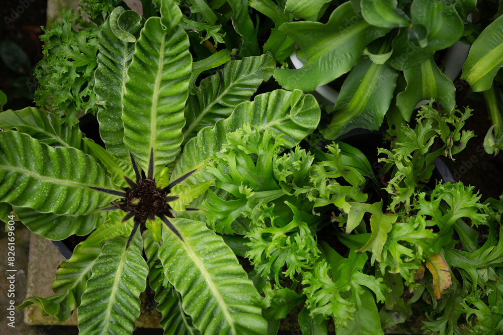 top view photo of a Asplenium Fern with a beautiful crinkled leaf shape ...