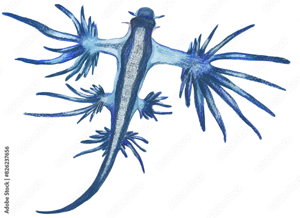Glaucus Atlanticus Blue hand painted ocean animal illustration Png ...