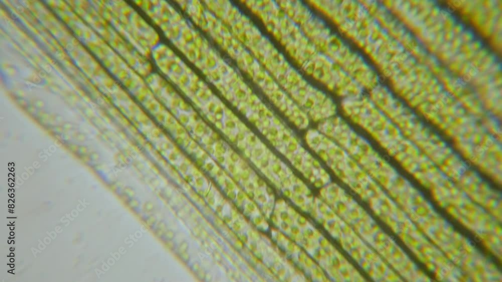 Chloroplast under microscope. Cell division. Cell Structure With Live ...