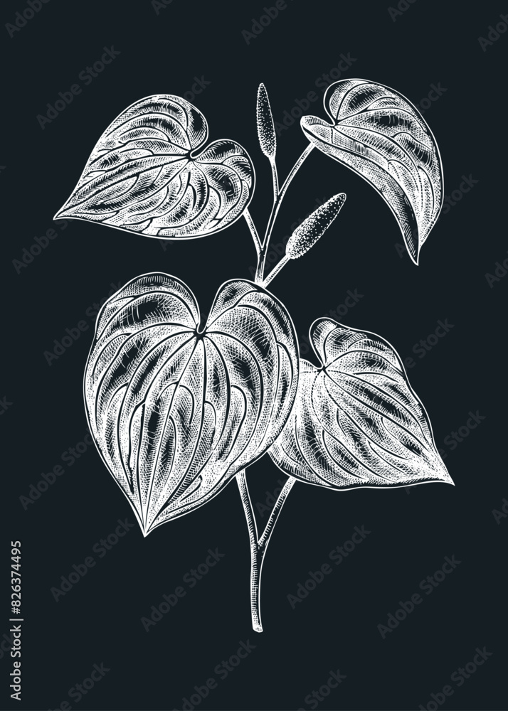 Kava Kava sketch. Apothecary plant drawing. Herbal remedies, medicinal ...