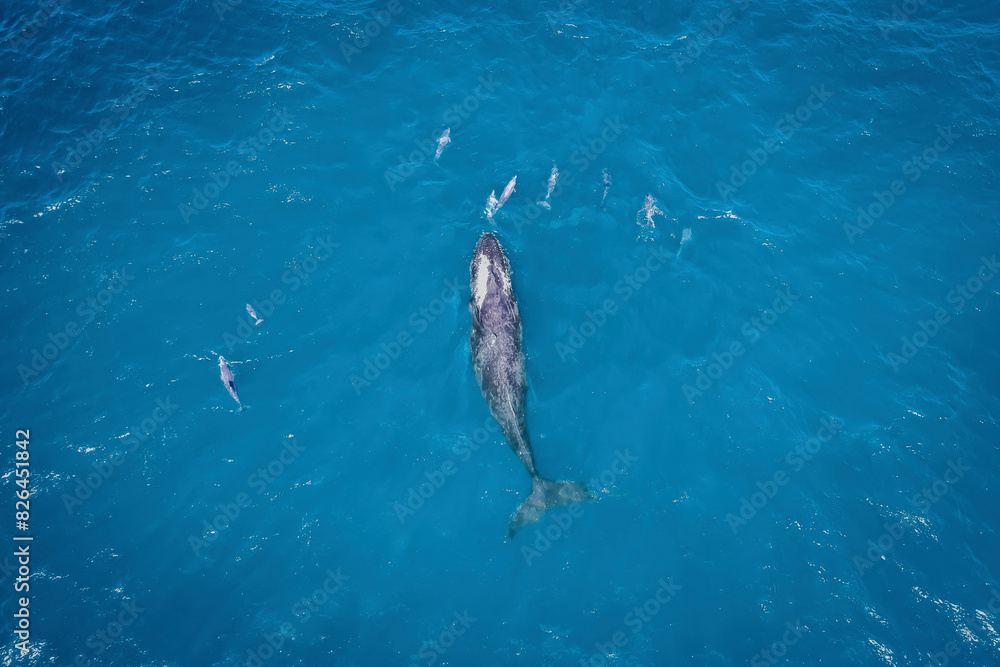 Aerial view of humpback whale and bottlenose dolphins in ocean, North ...