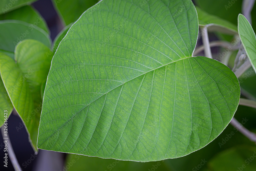 The leaves of the elephant creeper (Argyreia nervosa) plant are heart ...