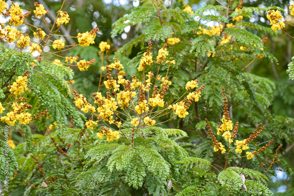 Lush branches of Peltophorum pterocarpum, also known as the yellow ...