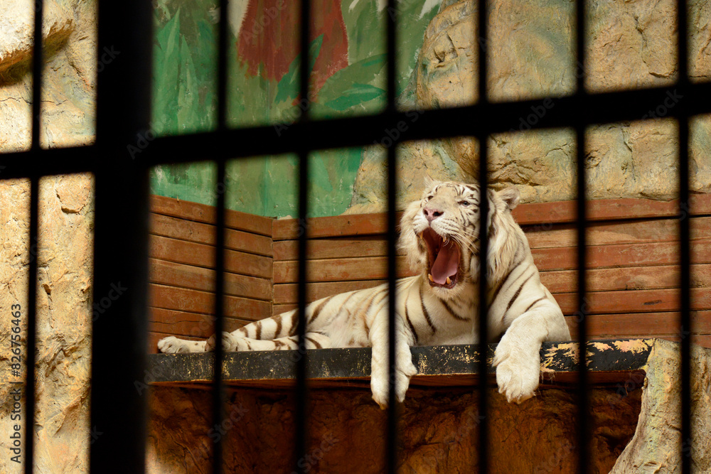 White Bengal tiger Panthera tigris tigris endangered species of cat in ...