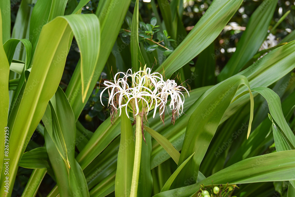 Vibrant close-up image of a Crinum asiaticum flower, commonly known as ...