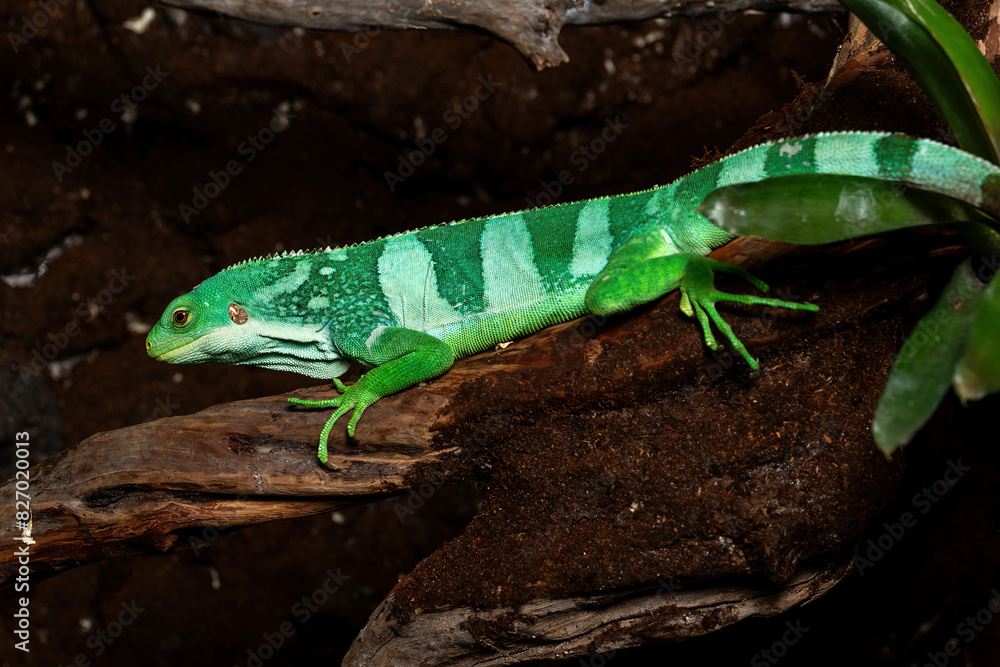 Male Fiji Banded Iguanas (Brachylophus bulabula) are bright green ...