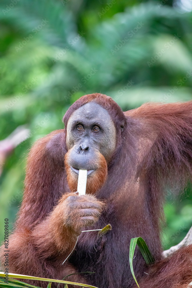 a Bornean orangutan is eating food. The orangutan is a critically ...