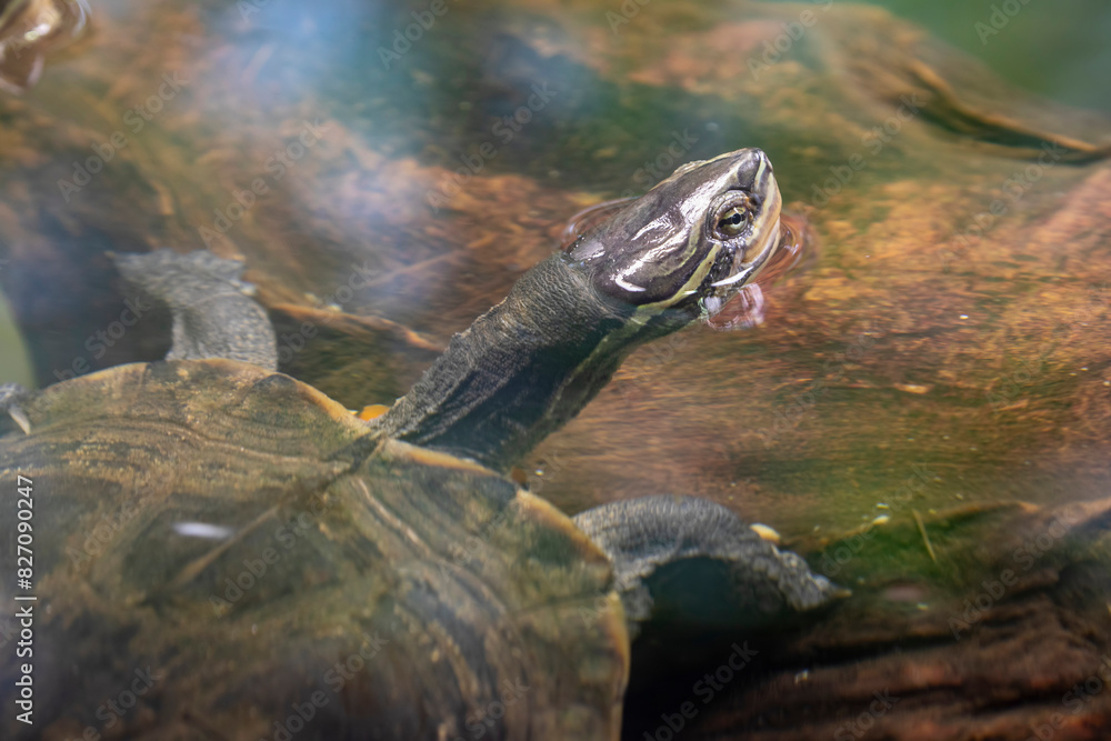 Vietnamese pond turtle (Mauremys annamensis) The head is dark with ...