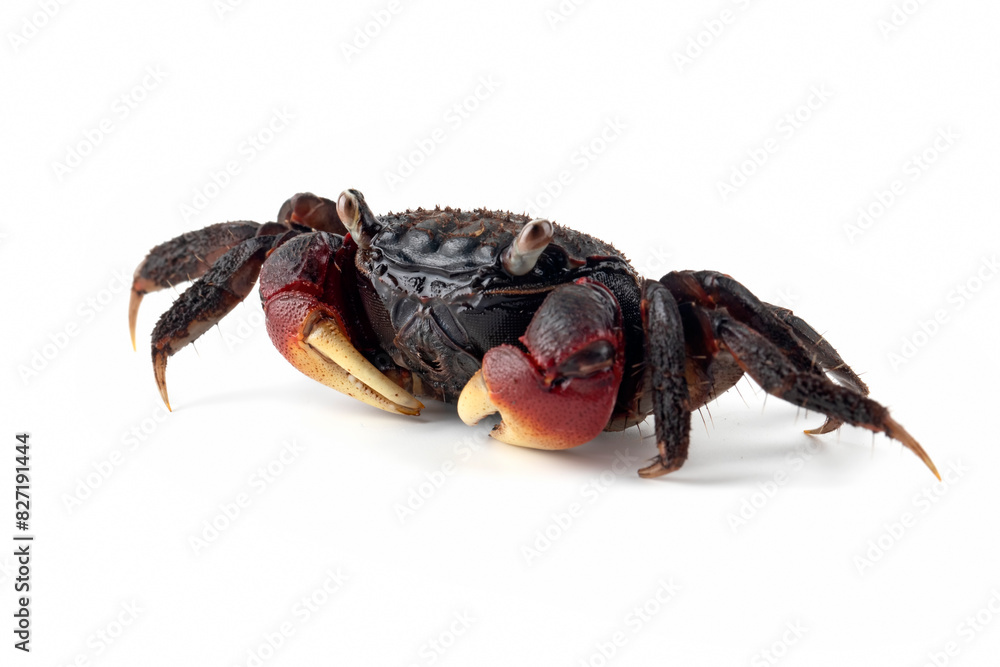 Neosarmatium asiaticum, new species, is named after its distribution ...