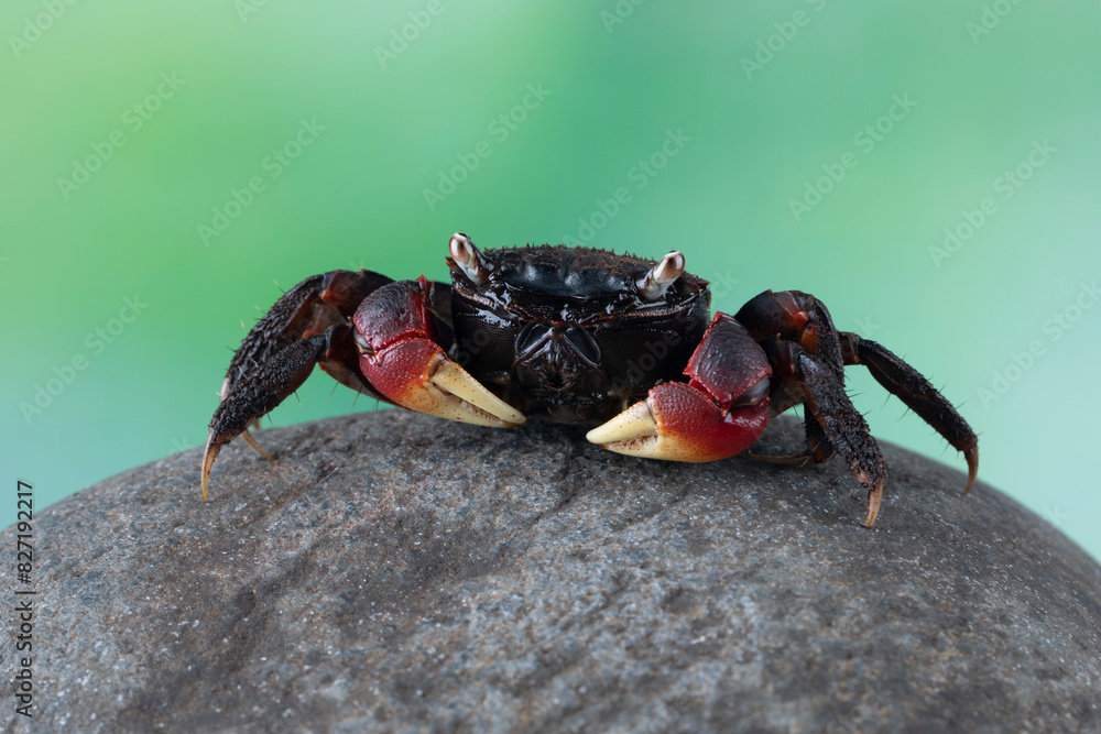 Neosarmatium asiaticum, new species, is named after its distribution ...