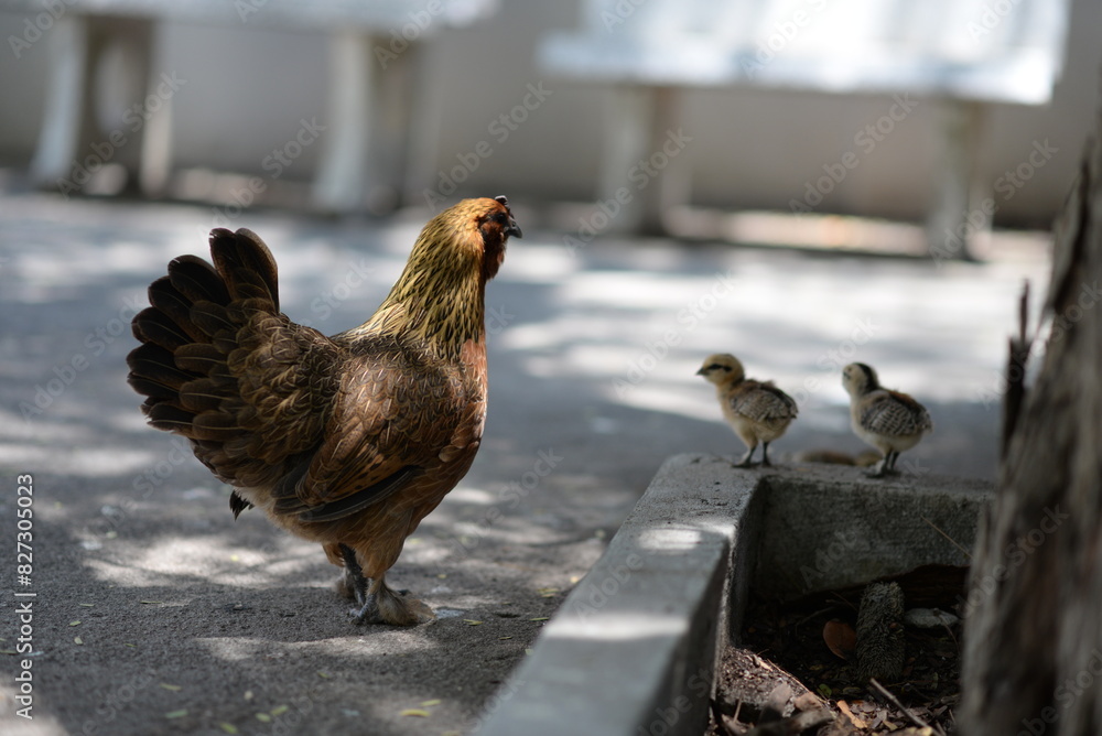 Farm chicken in cage with hen and rooster, isolated on white ...