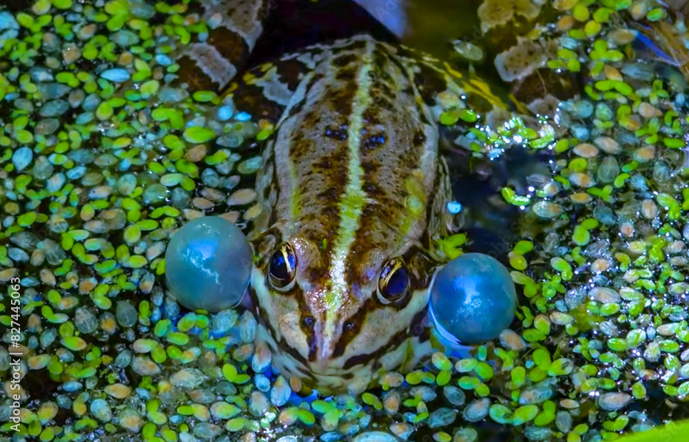 Pelophylax ridibundus - a frog sings, inflating air sacs in a lake ...