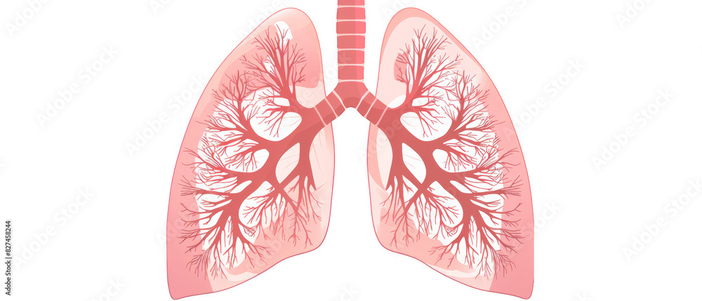 Detailed illustration of the human respiratory system showing the lungs ...