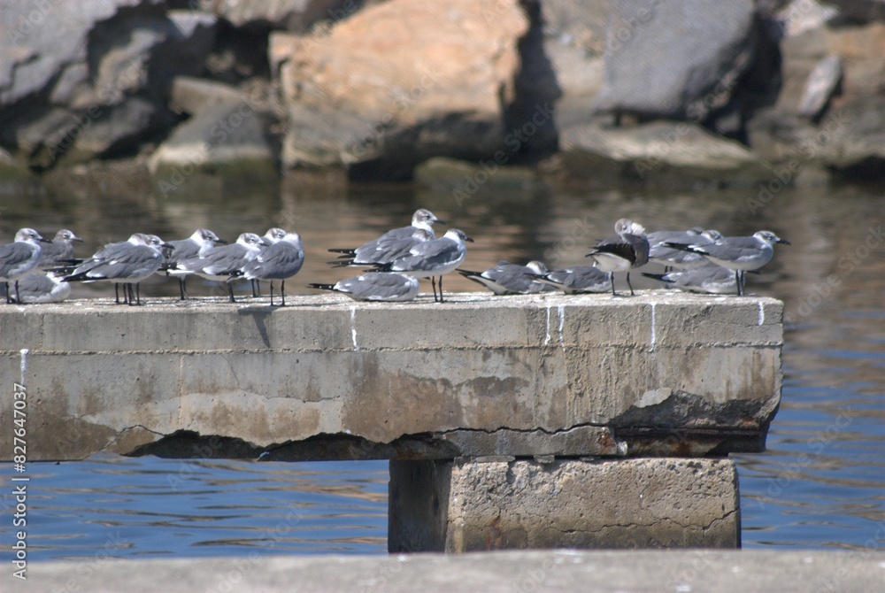 Una gran cantidad de aves podemos encontrar,la mayoria acuaticas como ...