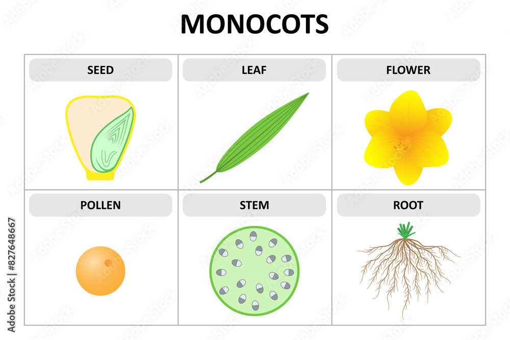 Characteristics of monocots. Seed, leaf, flower, pollen, stem, root ...