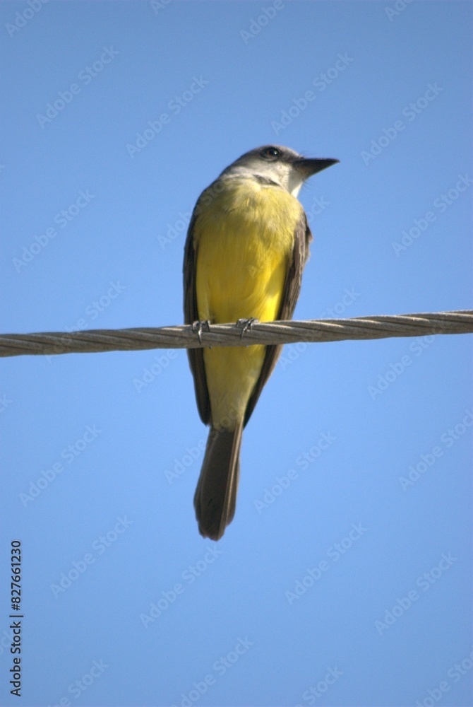 La variedad de aves es impresionante,desde las aves marinas como ...