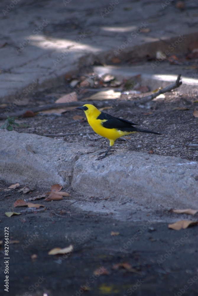 La variedad de aves es impresionante,desde las aves marinas como ...