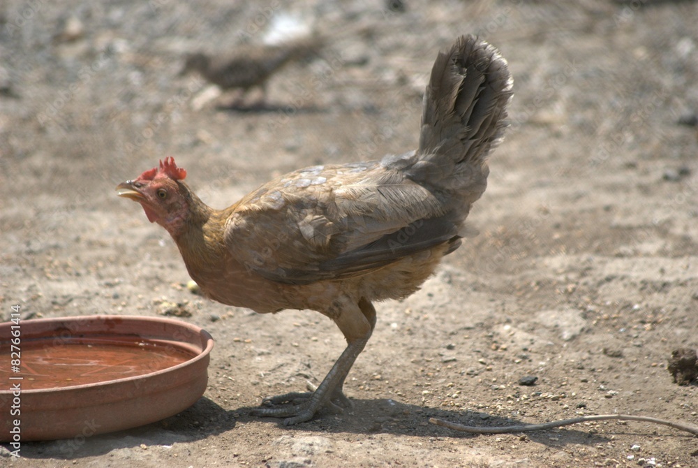 La variedad de aves es impresionante,desde las aves marinas como ...
