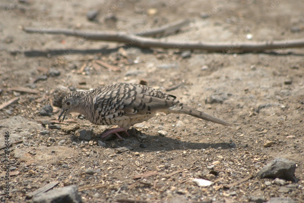 La variedad de aves es impresionante,desde las aves marinas como ...