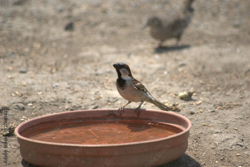 Foto de La variedad de aves es impresionante,desde las aves marinas ...
