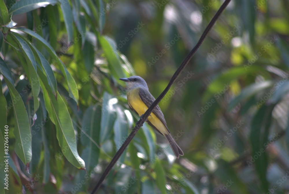 La variedad de aves es impresionante,desde las aves marinas como ...