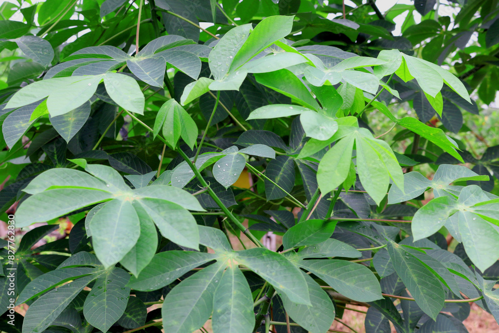 cassava plants that grow well, texture and shape of cassava plant ...