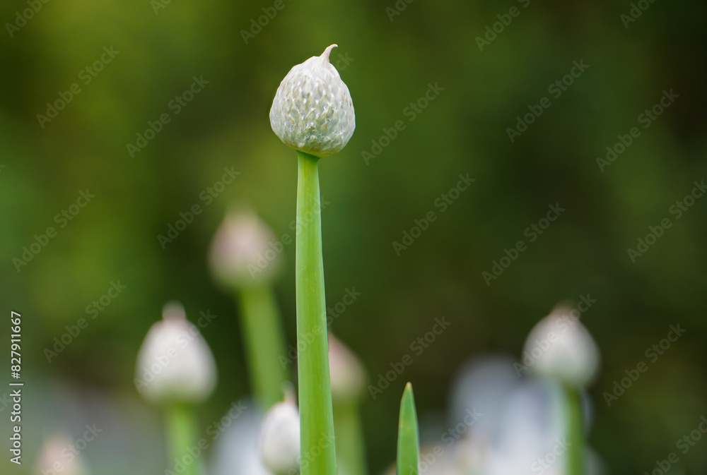 Winter onion, also known as scallion (Allium fistulosum) is a bulbous ...